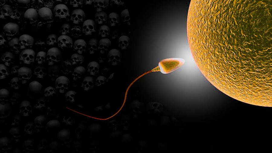 El fascinante proceso de fecundación: ¿Cómo se llama la unión del óvulo ...