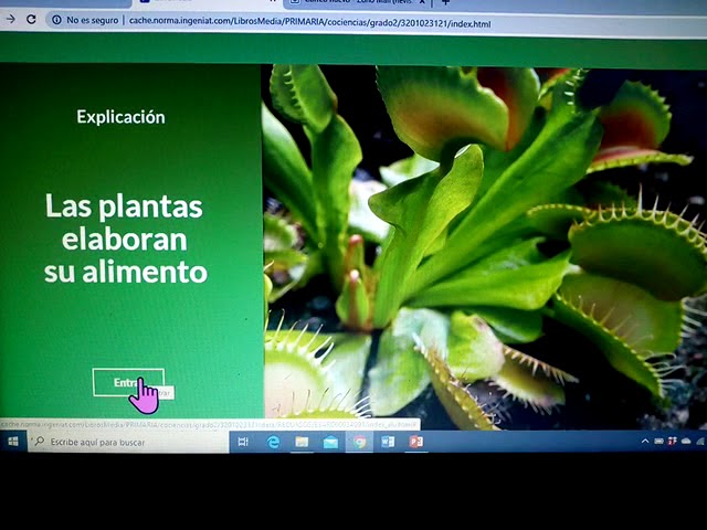 Descubriendo el autotrófico: cómo se llaman las plantas que elaboran su ...
